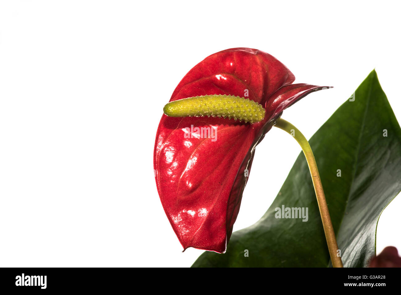 Anthurium andreanum, tipical house plant Stock Photo - Alamy