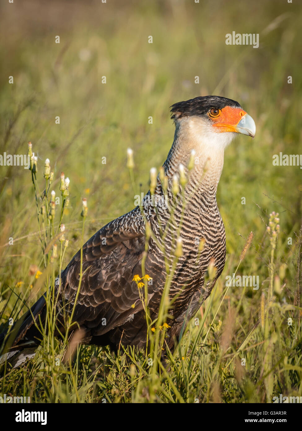 Cara animales hi-res stock photography and images - Alamy