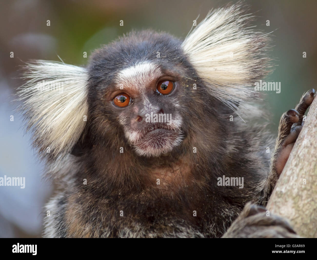 Monkey Portrait in Brasil Stock Photo - Alamy