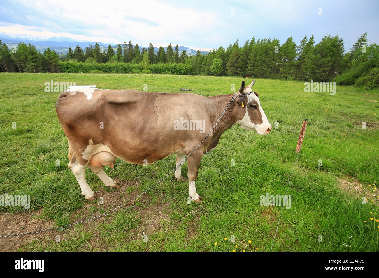 Inbreeding hi-res stock photography and images - Alamy