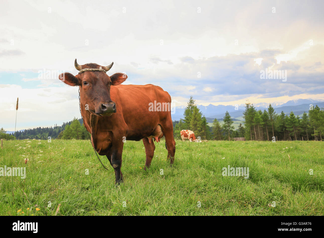 Inbreeding hi-res stock photography and images - Alamy