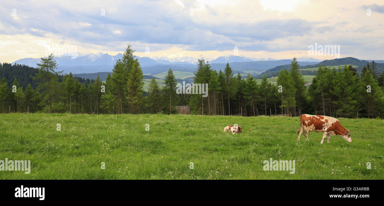 View of the cow in the mountain meadow / ecological farming Stock Photo ...