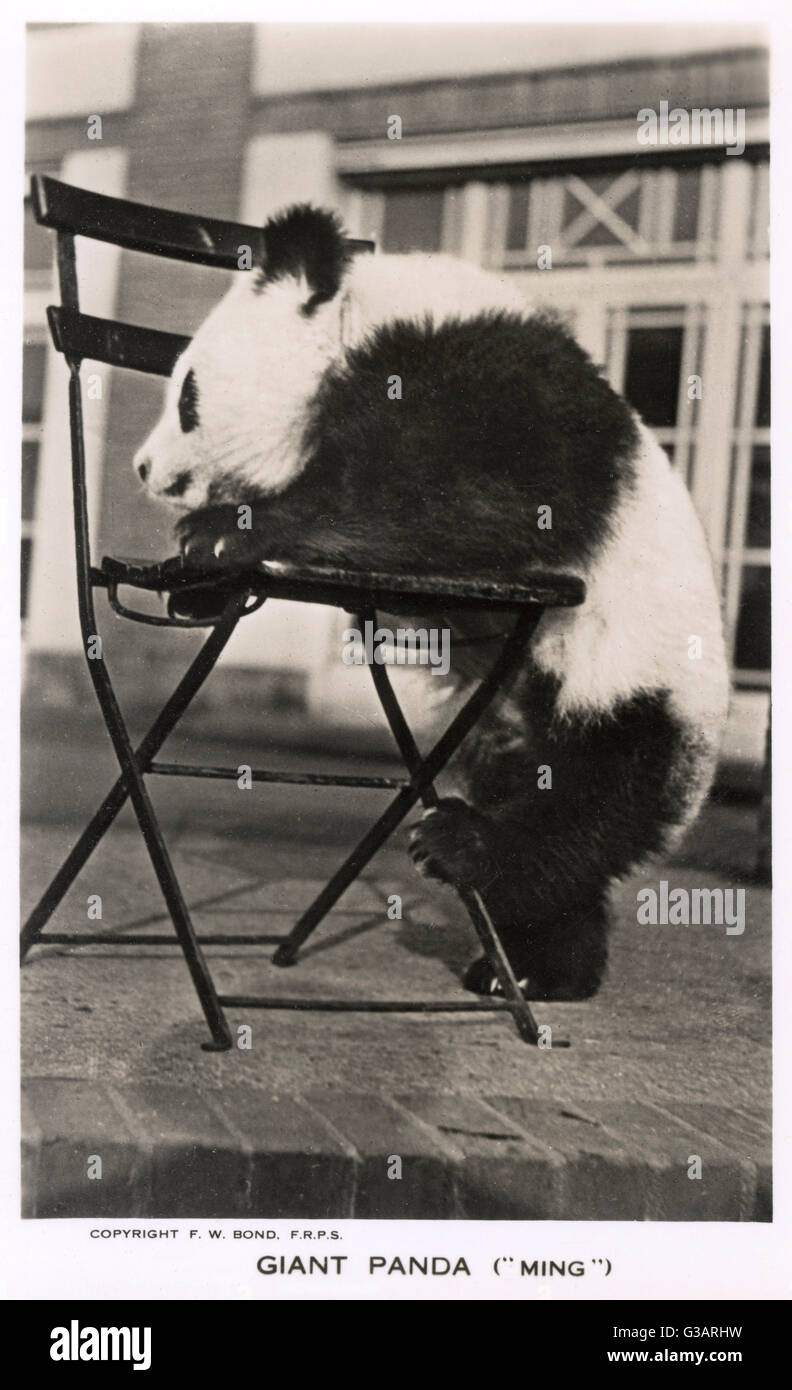 Giant panda ming ming hi-res stock photography and images - Alamy