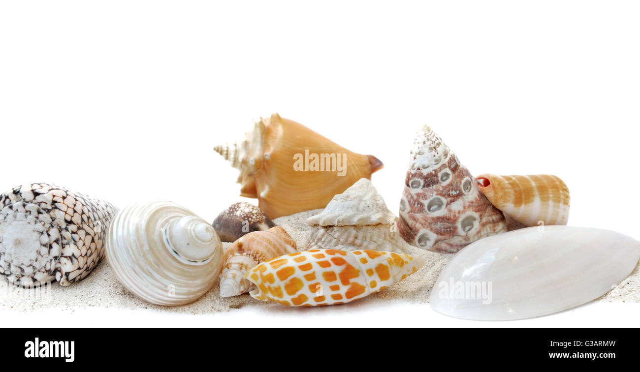 collection of exotic seashells on a white background Stock Photo - Alamy