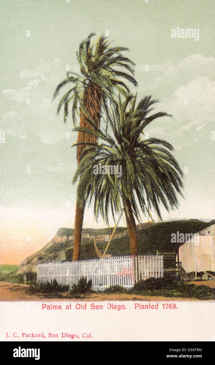 White tree californian california hi-res stock photography and images ...