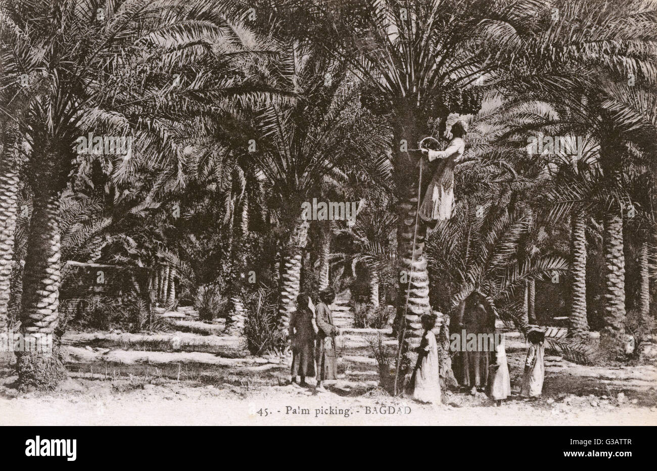 Iraq Landscape Palm Trees