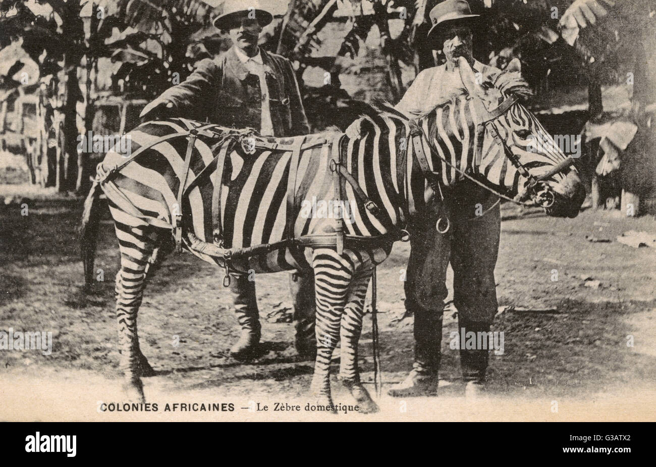 Gabon, Africa - Domesticated Zebra and two colonials Stock Photo - Alamy