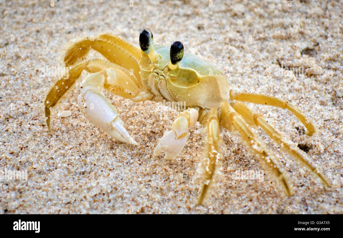 crab in portrait pose Stock Photo - Alamy