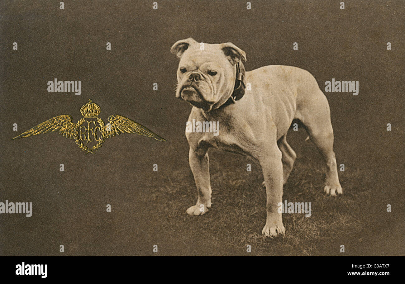 Are Olde English Bulldogges Aggressive
