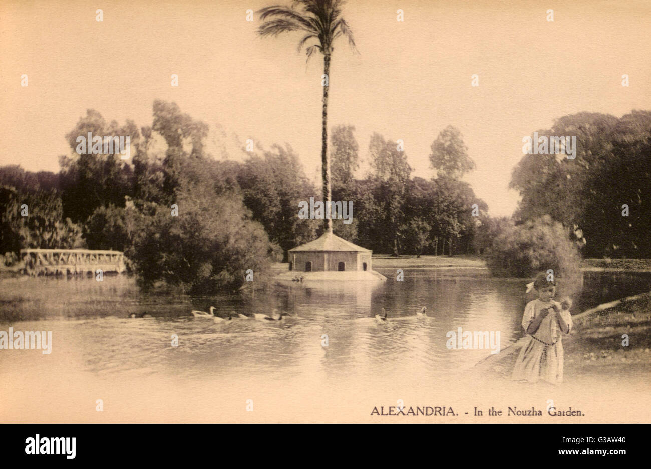 Tall palm tree north africa hi-res stock photography and images - Alamy