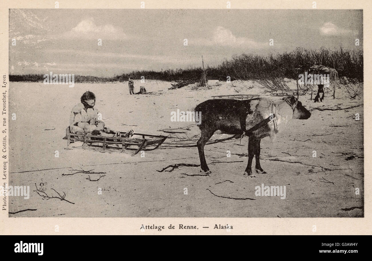 Christian Missionary travelling by Alaskan Reindeer sled Stock Photo ...