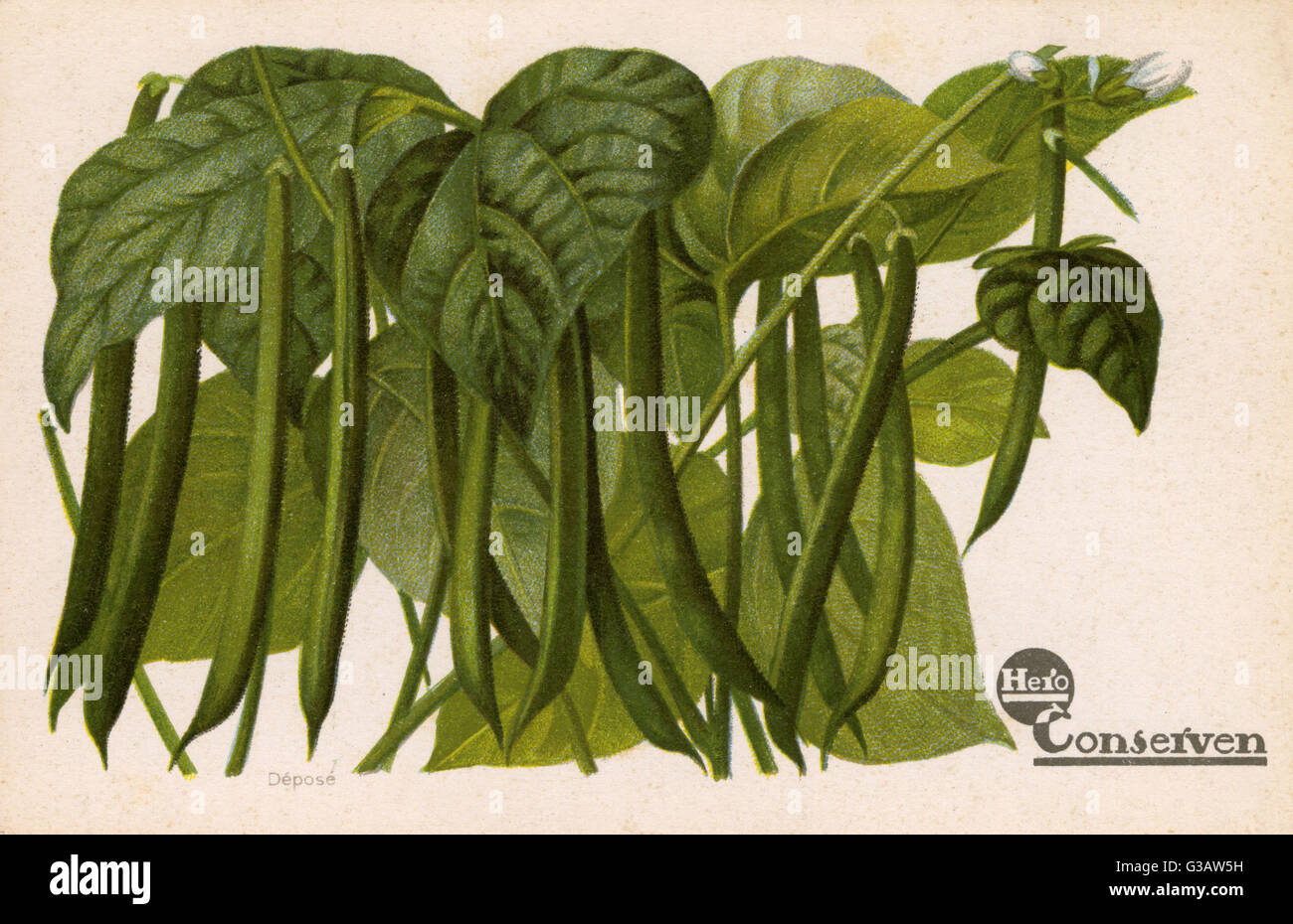 Green Beans - Advertorial postcard for Dutch 'Hero' Company Stock Photo ...
