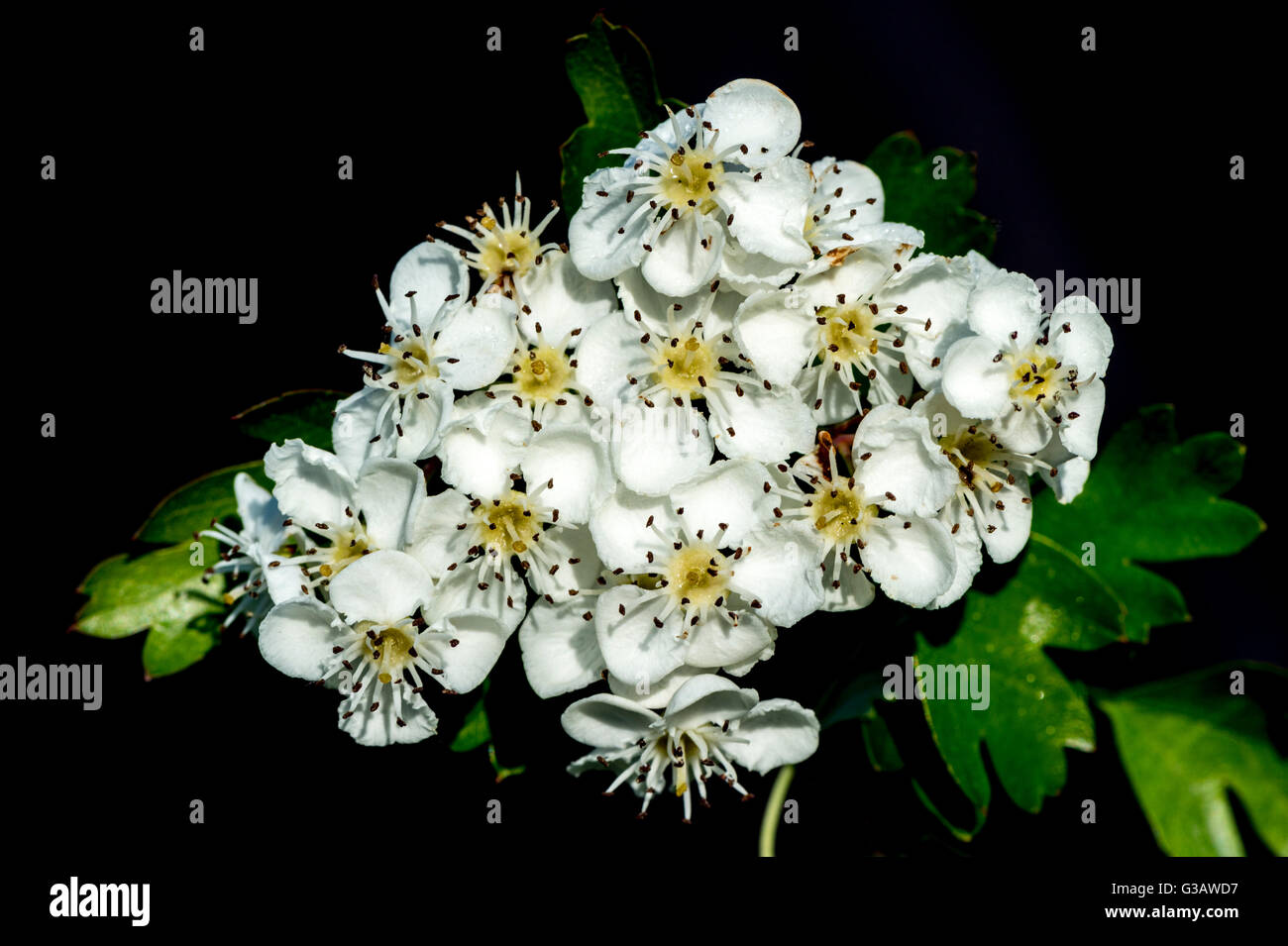 Hawthorn Tree Blossom also known as the May Flower Stock Photo - Alamy