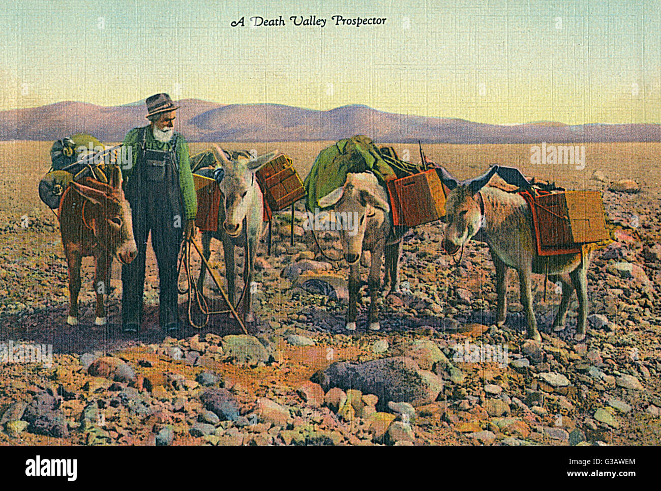 Gold Prospector Donkey High Resolution Stock Photography and Images - Alamy