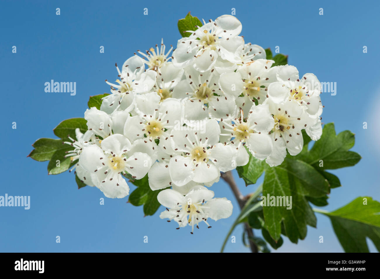 Hawthorn Tree Blossom also known as the May Flower Stock Photo - Alamy
