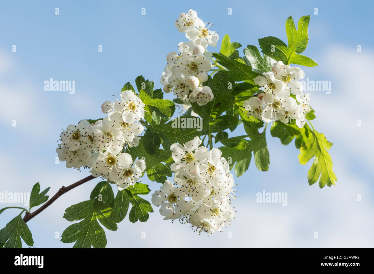 Hawthorn Tree Blossom also known as the May Flower Stock Photo - Alamy