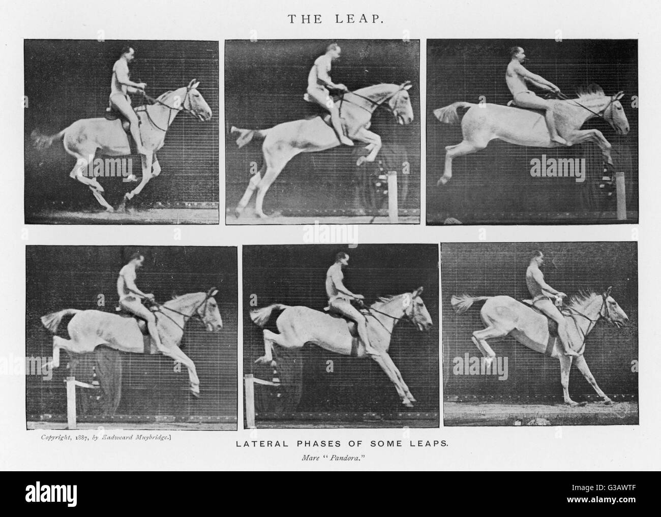 Leaping horse hi-res stock photography and images - Alamy