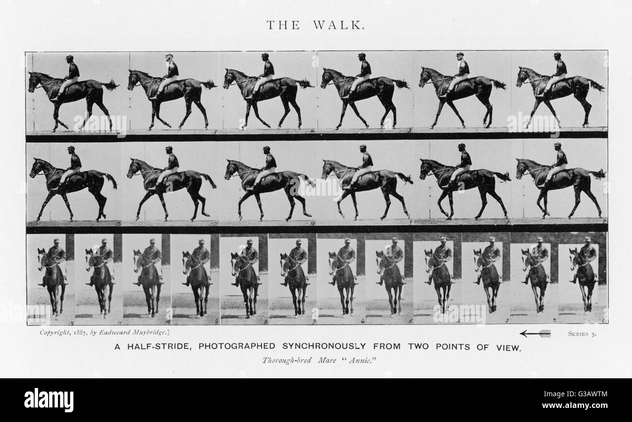 MUYBRIDGE - RACE HORSE Stock Photo - Alamy