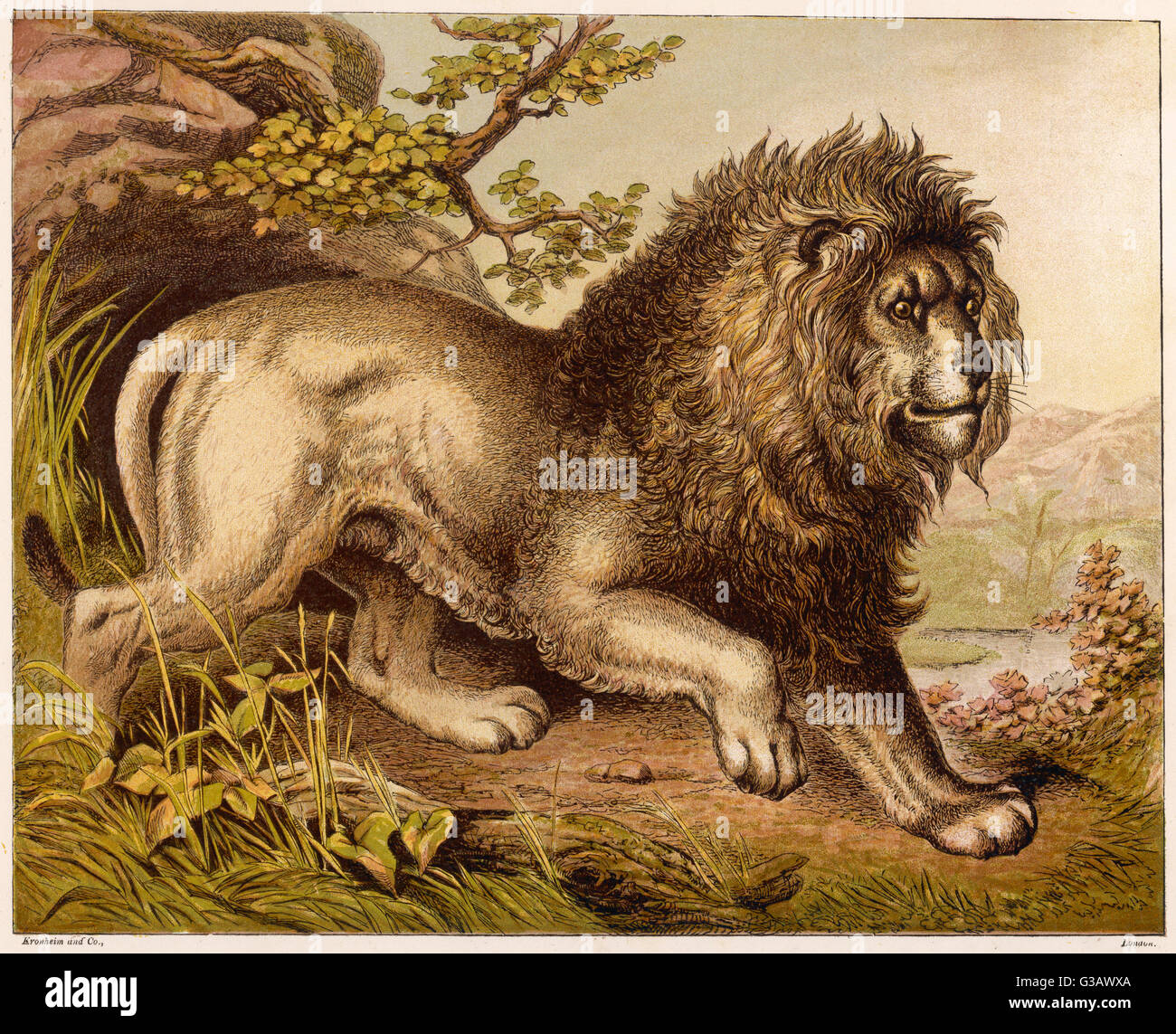 Atlas lion hi-res stock photography and images - Alamy