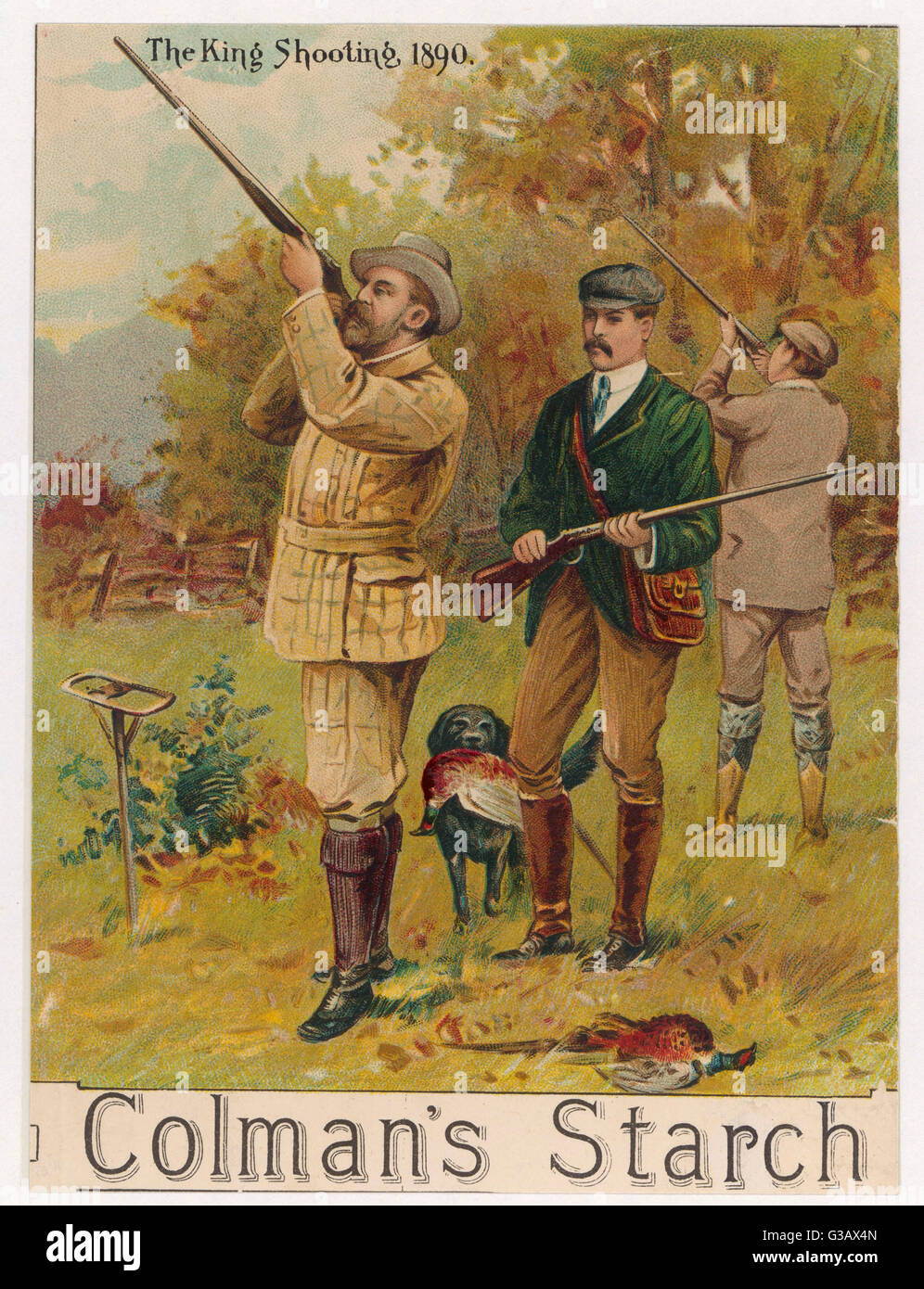 The royal pheasant hi-res stock photography and images - Alamy