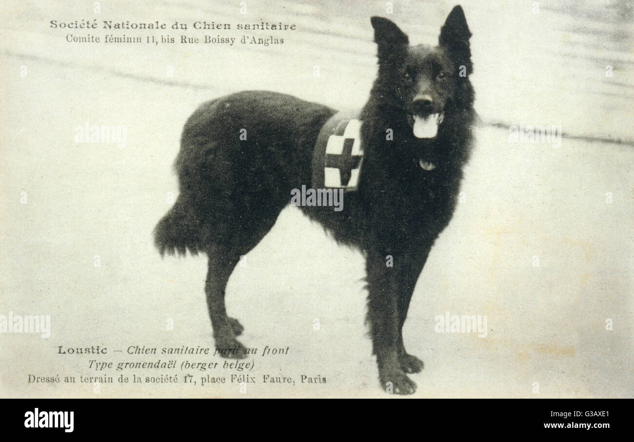 DOG WAR WORK RED CROSS Stock Photo - Alamy
