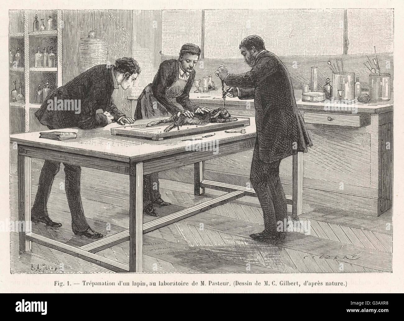 PASTEUR TREPANS RABBIT Stock Photo - Alamy