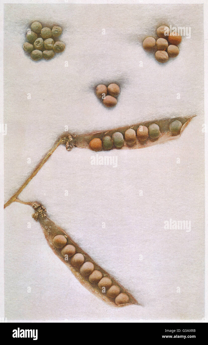 Gregor johann mendel hi-res stock photography and images - Alamy