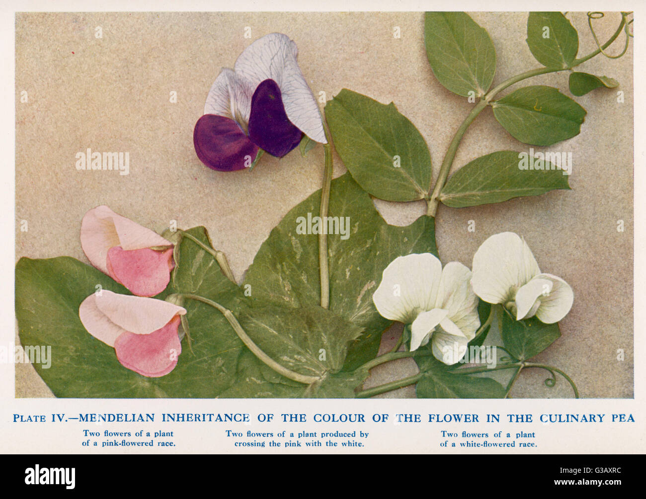 Gregor johann mendel hi-res stock photography and images - Alamy