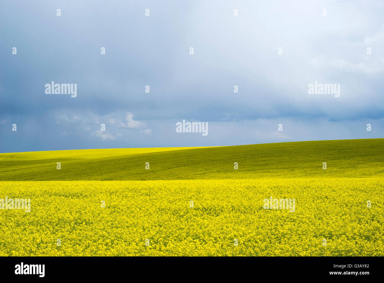 Rape field, Podolia region, Ukraine Stock Photo - Alamy