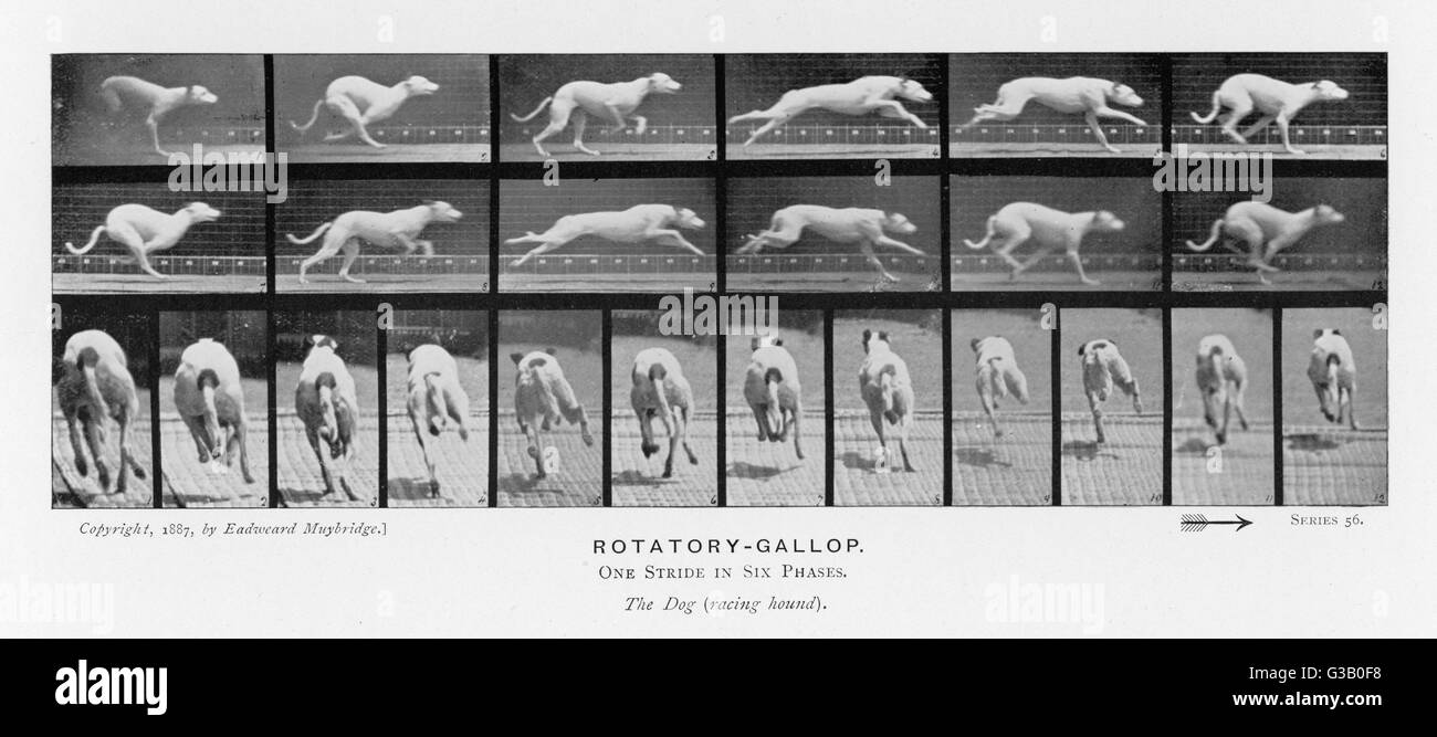 Muybridge dog hi-res stock photography and images - Alamy
