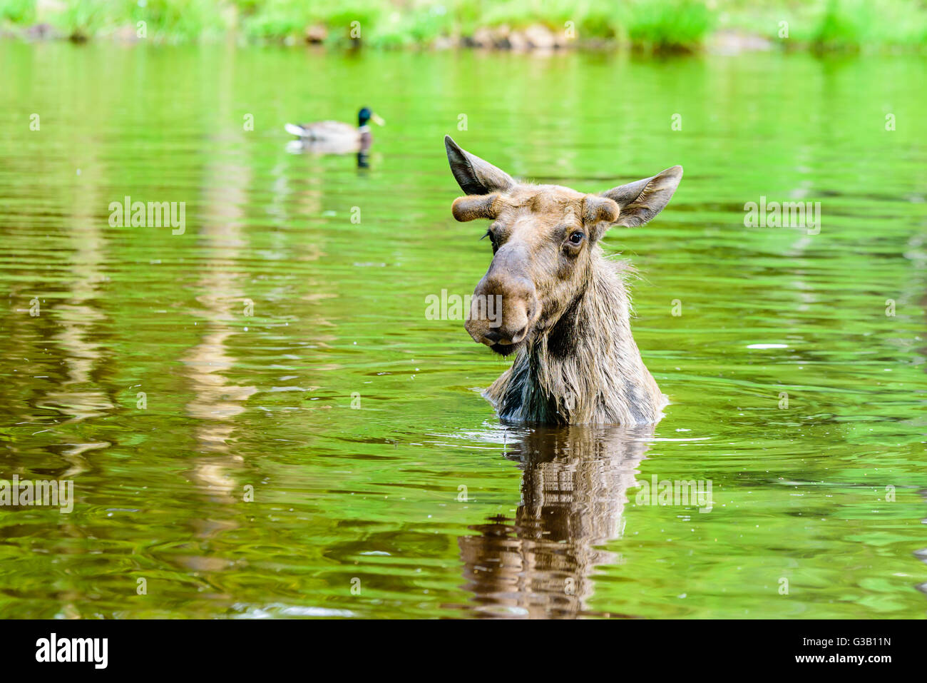 Moose (Alces alces). A bull is standing in the forest lake. Only the ...