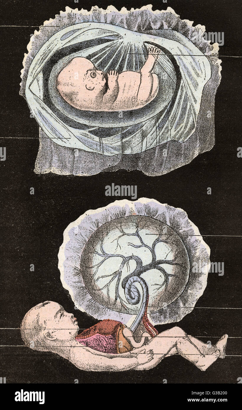 Stages of pregnancy hi-res stock photography and images - Alamy