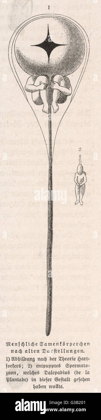 Male spermatozoa according to Hartsoeker (main figure) and Dalepadius ...