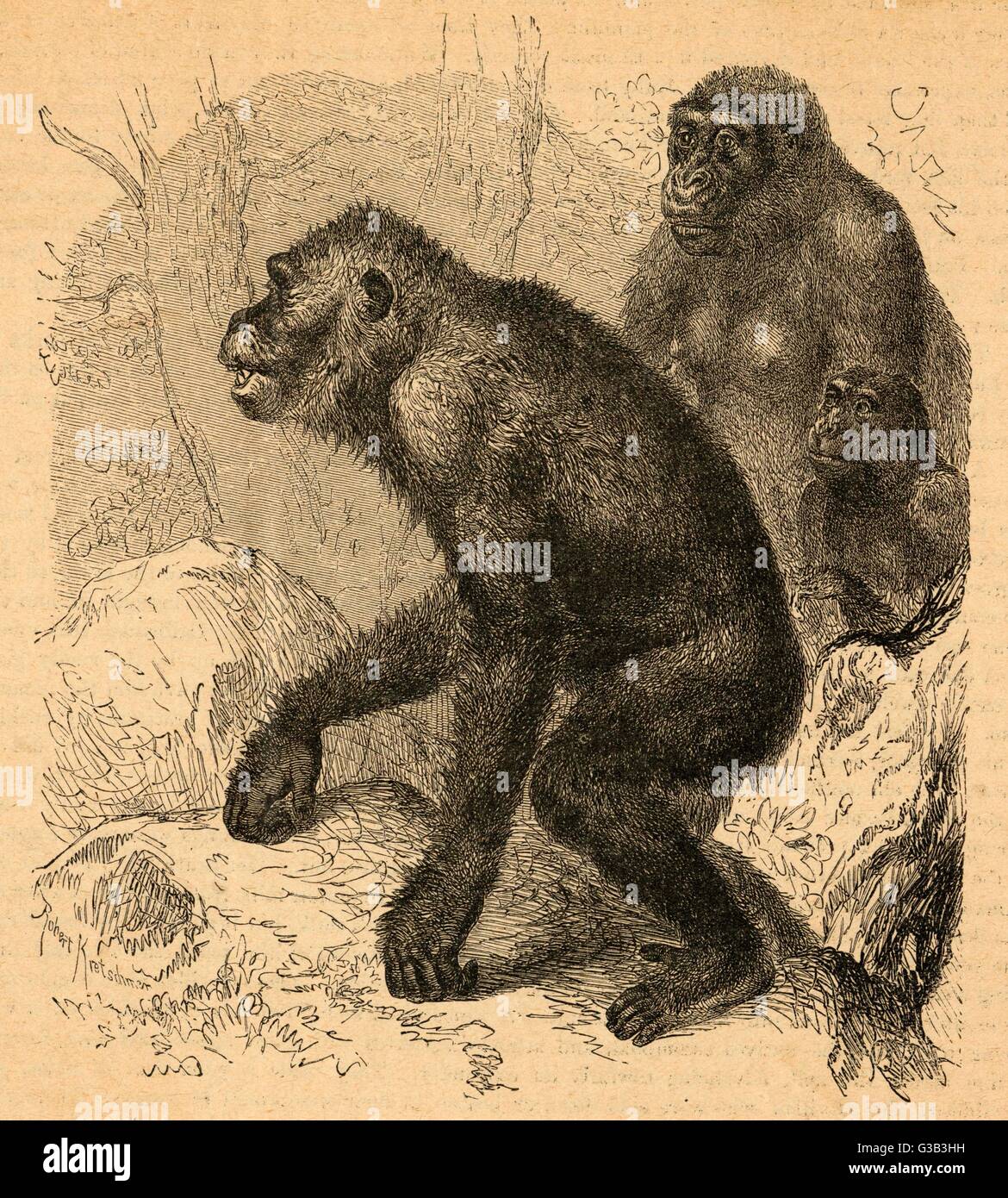 A FAMILY OF GORILLAS Stock Photo - Alamy