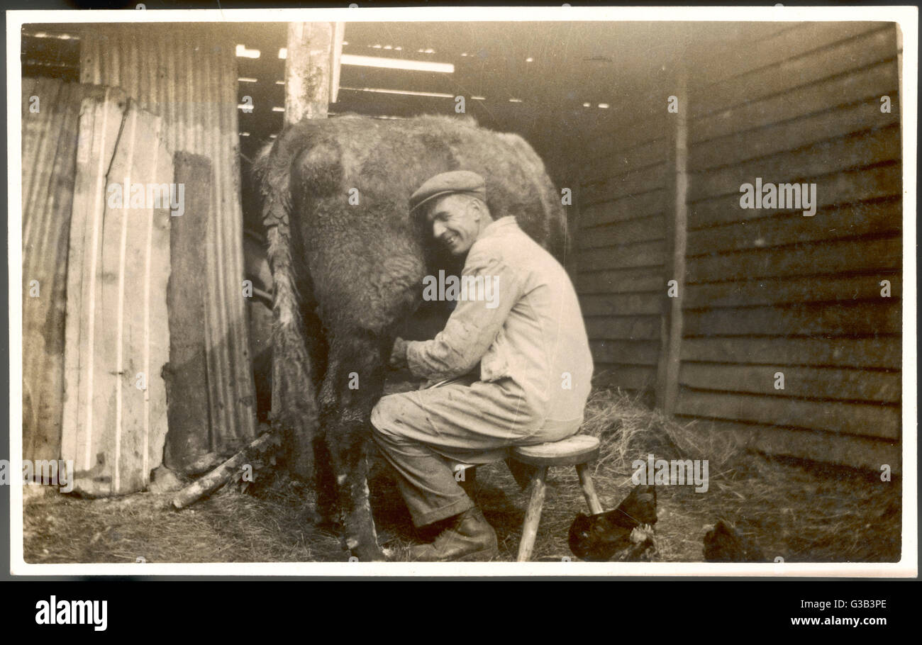 Milking Cow Historical High Resolution Stock Photography and Images - Alamy