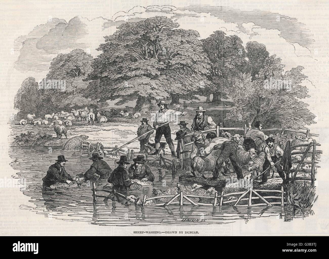 Washing sheep hi-res stock photography and images - Alamy