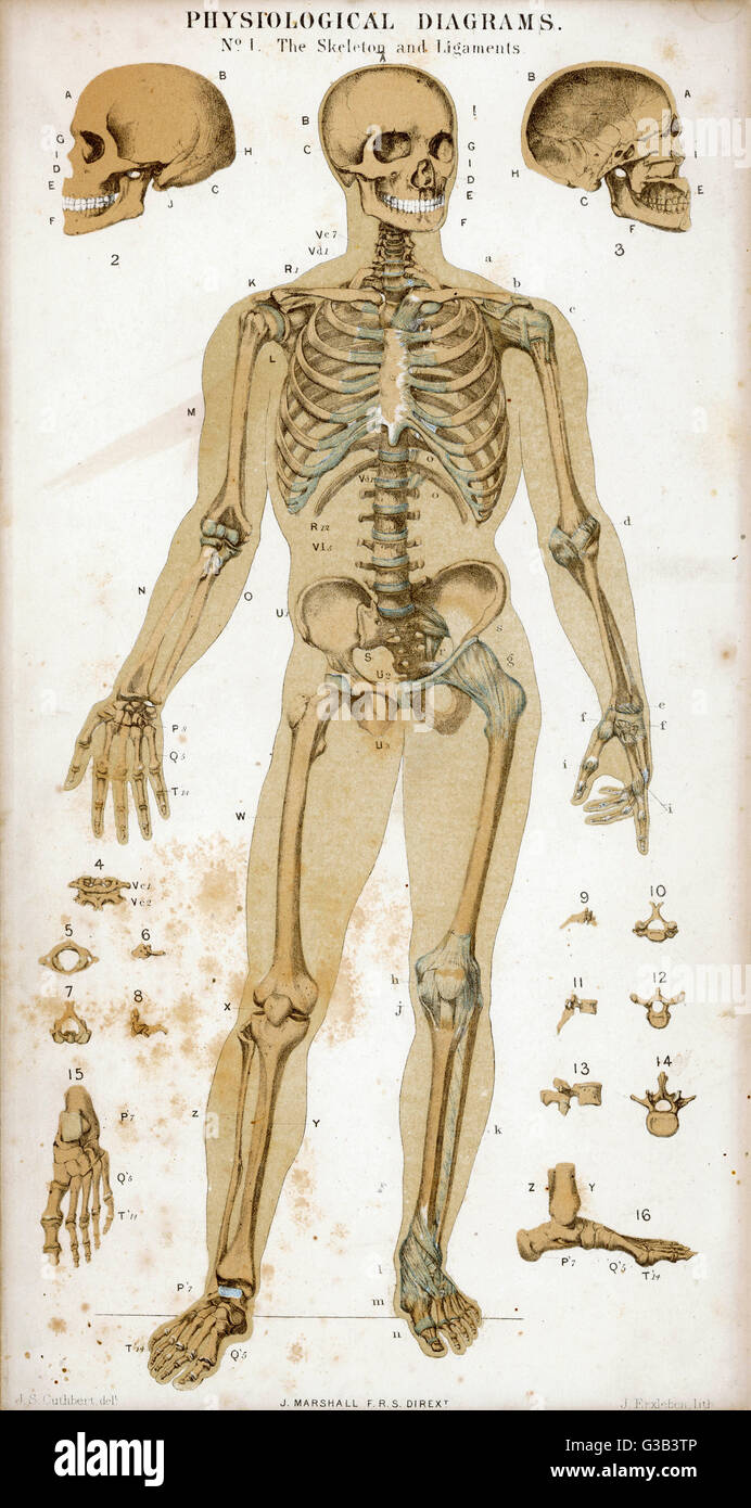 Skeleton and Ligaments Stock Photo - Alamy