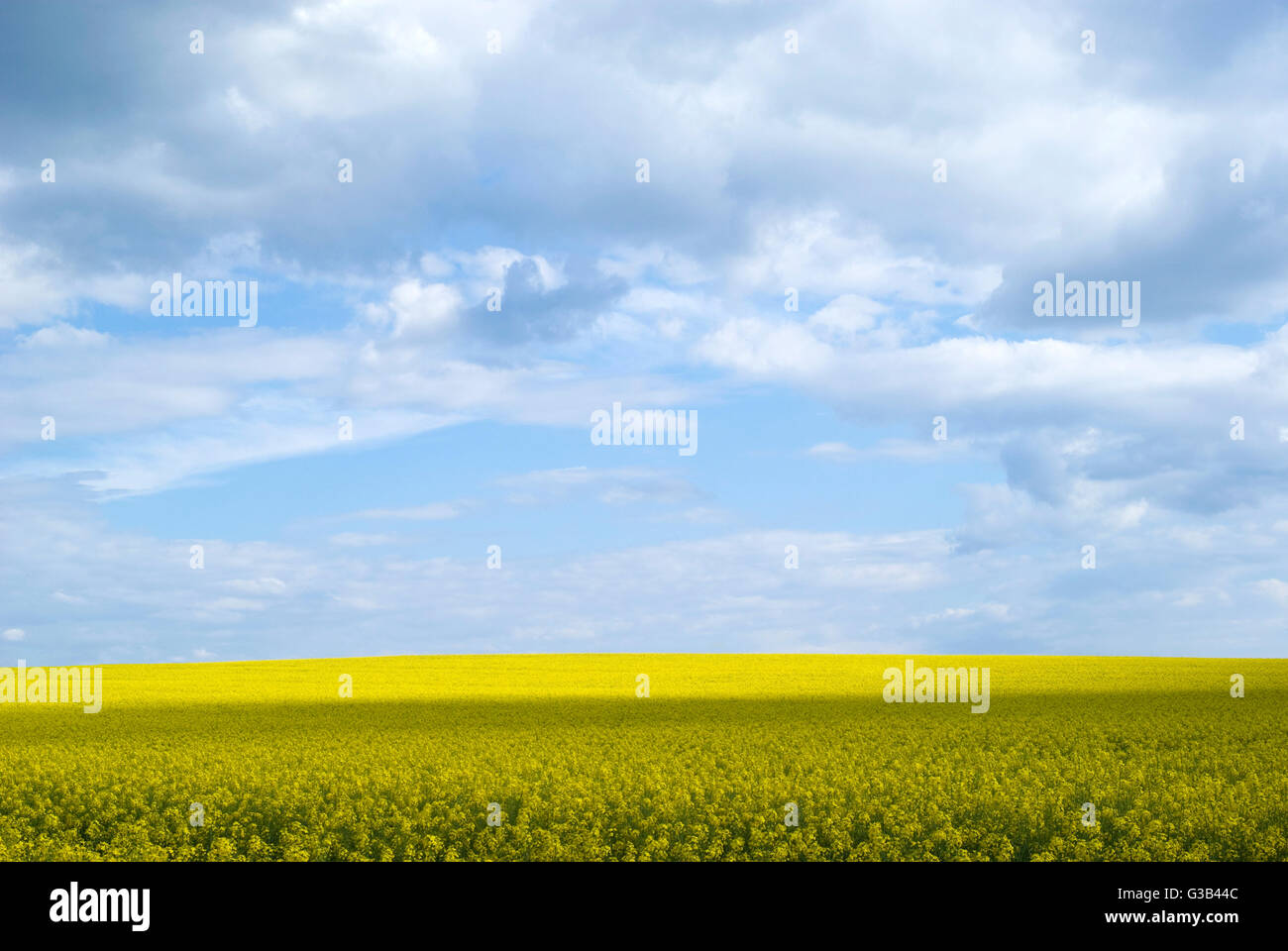 Rape field, Podolia region, Ukraine Stock Photo - Alamy