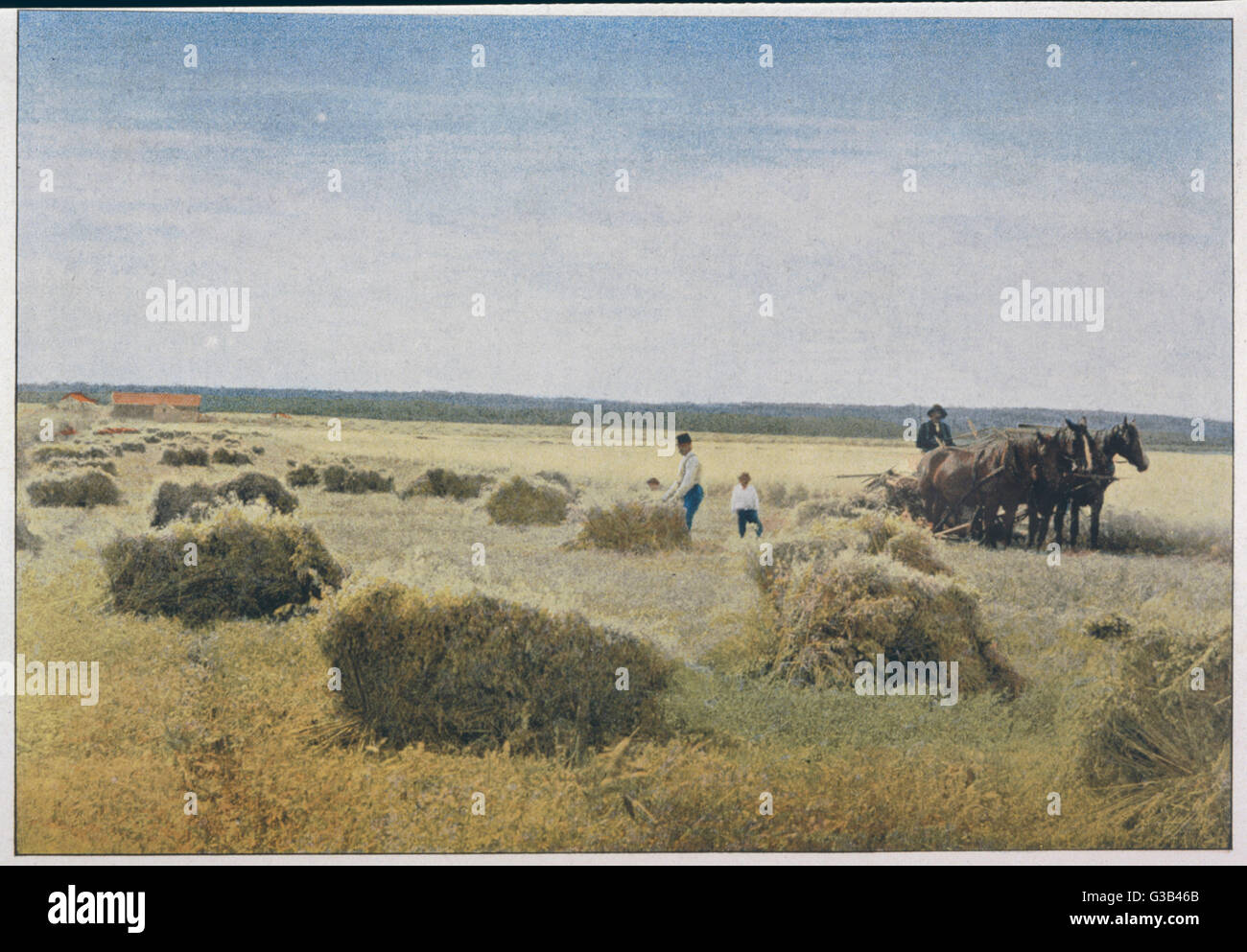 Reaping hi-res stock photography and images - Alamy