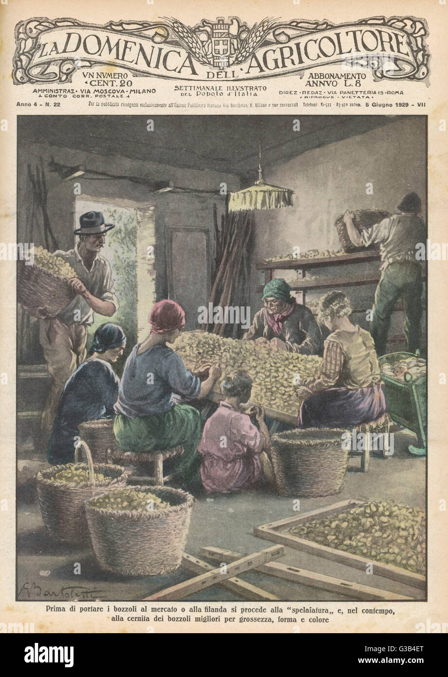 Sorting Silk Cocoons Stock Photo - Alamy