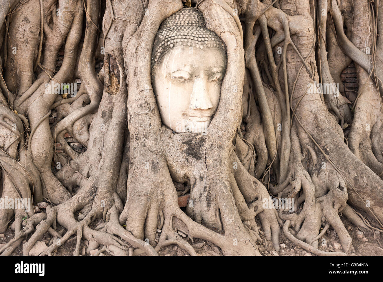 The head of Buddha in tree roots in Wat Mahatat, Ayutthaya, Thailand ...