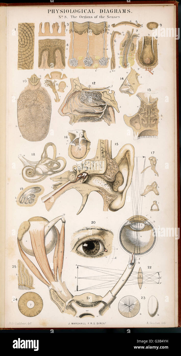 Organs of the Senses Stock Photo - Alamy