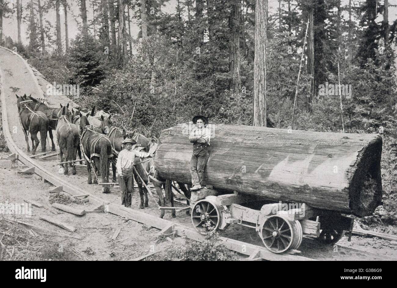 Logging industry historical hi-res stock photography and images - Alamy