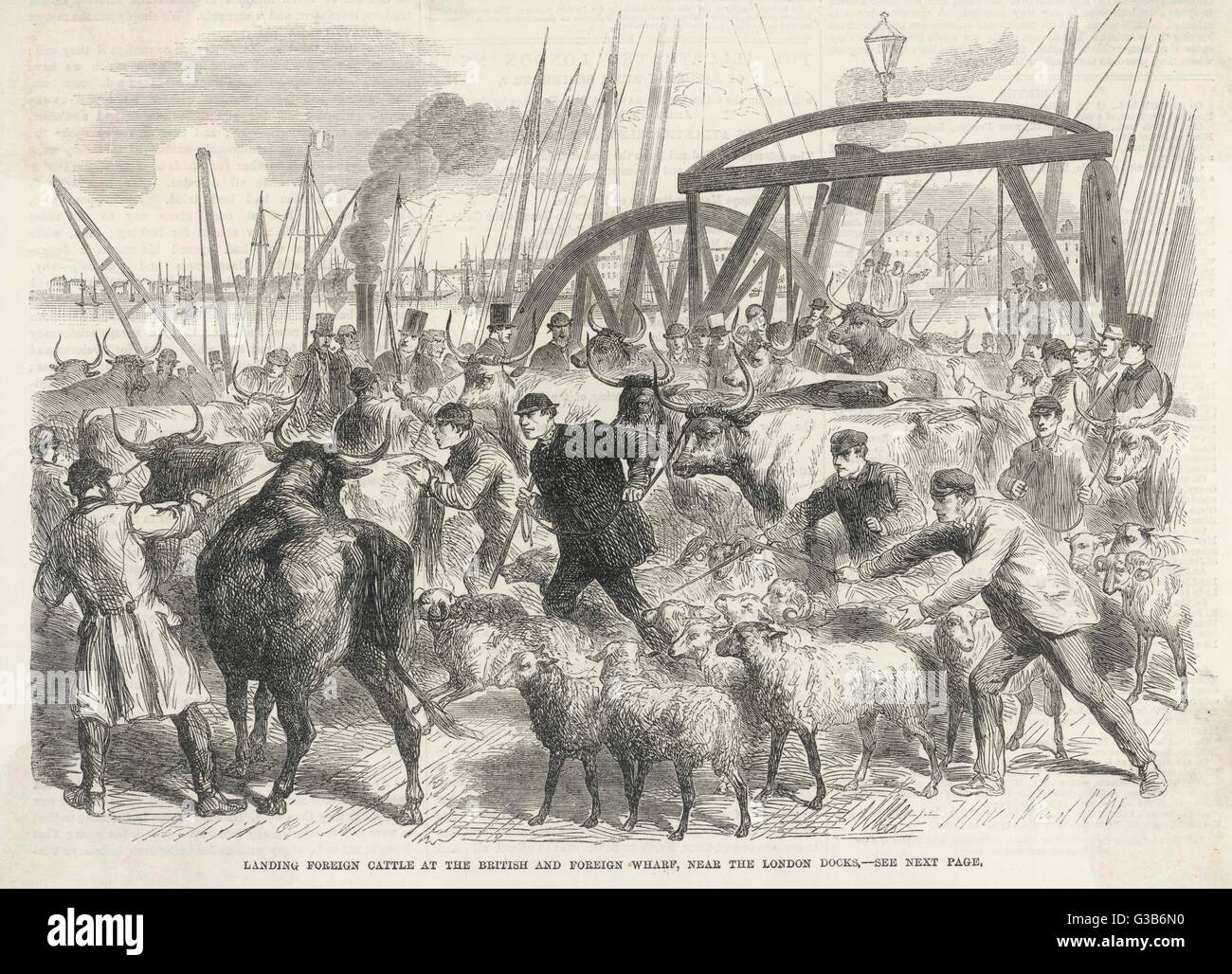 IMPORTED CATTLE AT DOCKS Stock Photo - Alamy