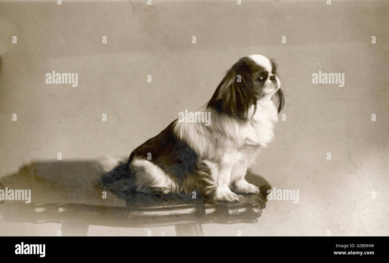 PEKINGESE CIRCA 1915 Stock Photo - Alamy