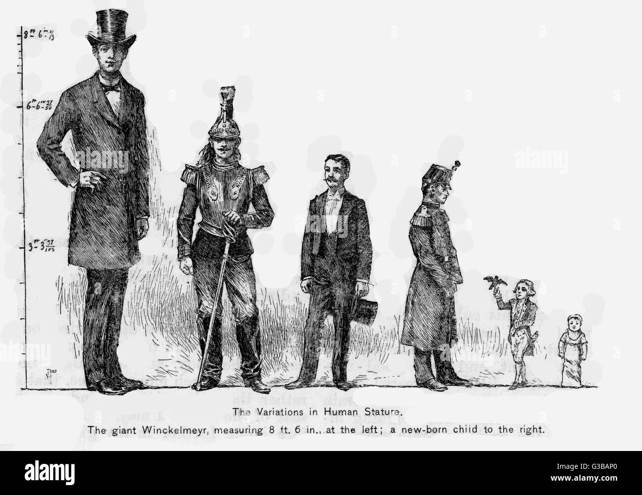 Differences in anatomy hi-res stock photography and images - Alamy