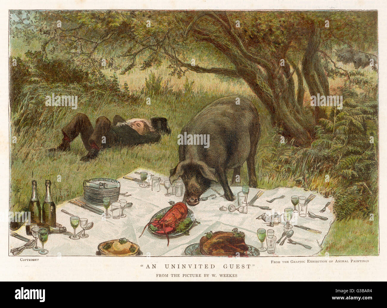 PIG EATS PICNIC FOOD Stock Photo - Alamy