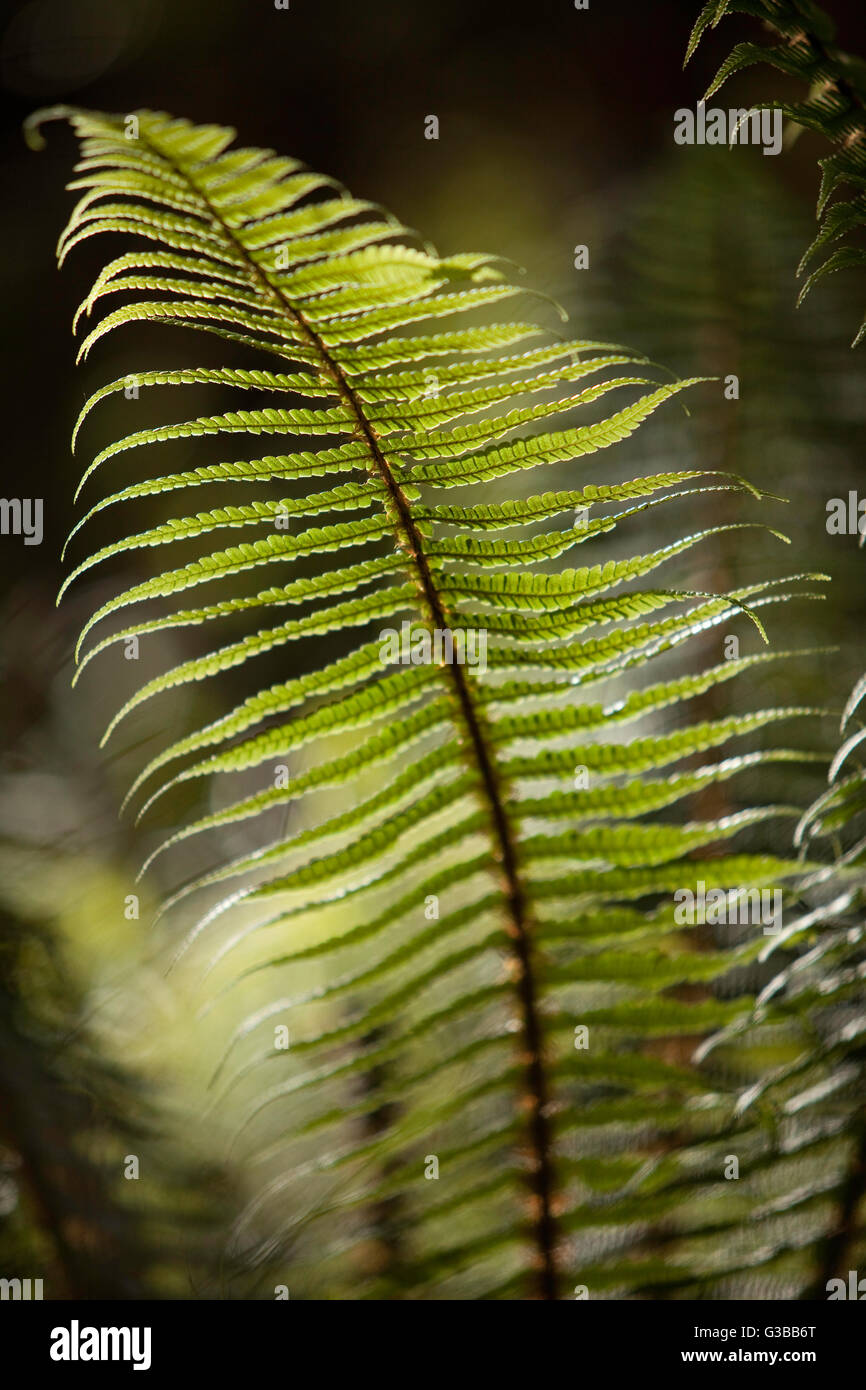 Amau fern native plant hi-res stock photography and images - Alamy