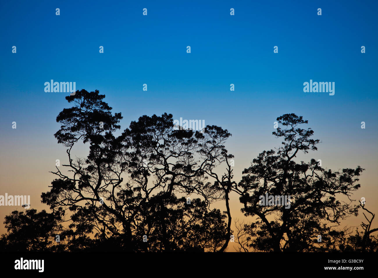 Ohia trees hi-res stock photography and images - Alamy
