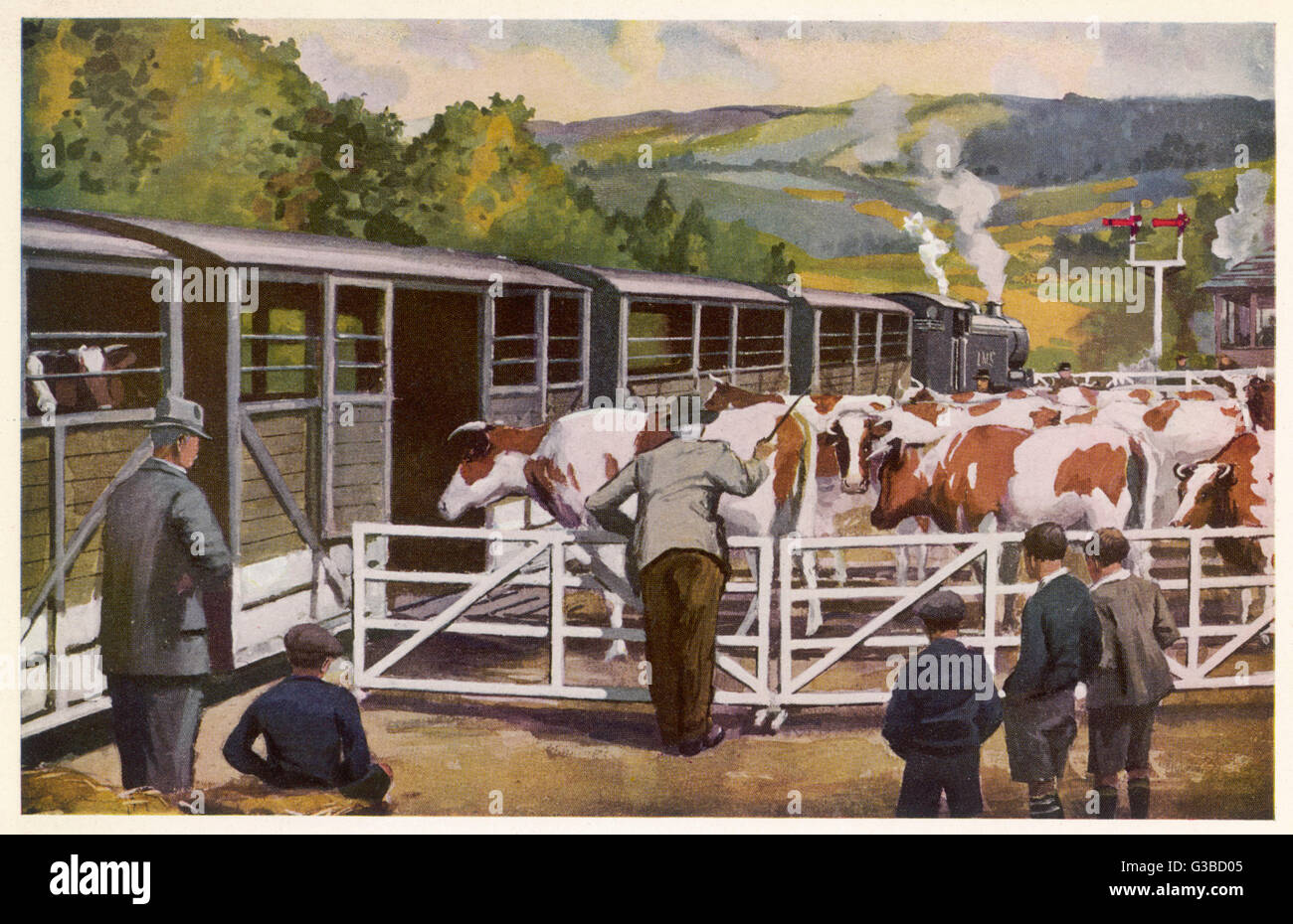 Cattle Transport High Resolution Stock Photography and Images - Alamy